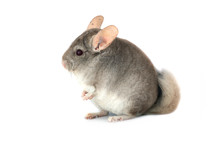 Chinchilla Free Stock Photo - Public Domain Pictures