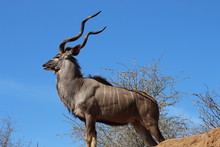 Greater Kudu Free Stock Photo - Public Domain Pictures