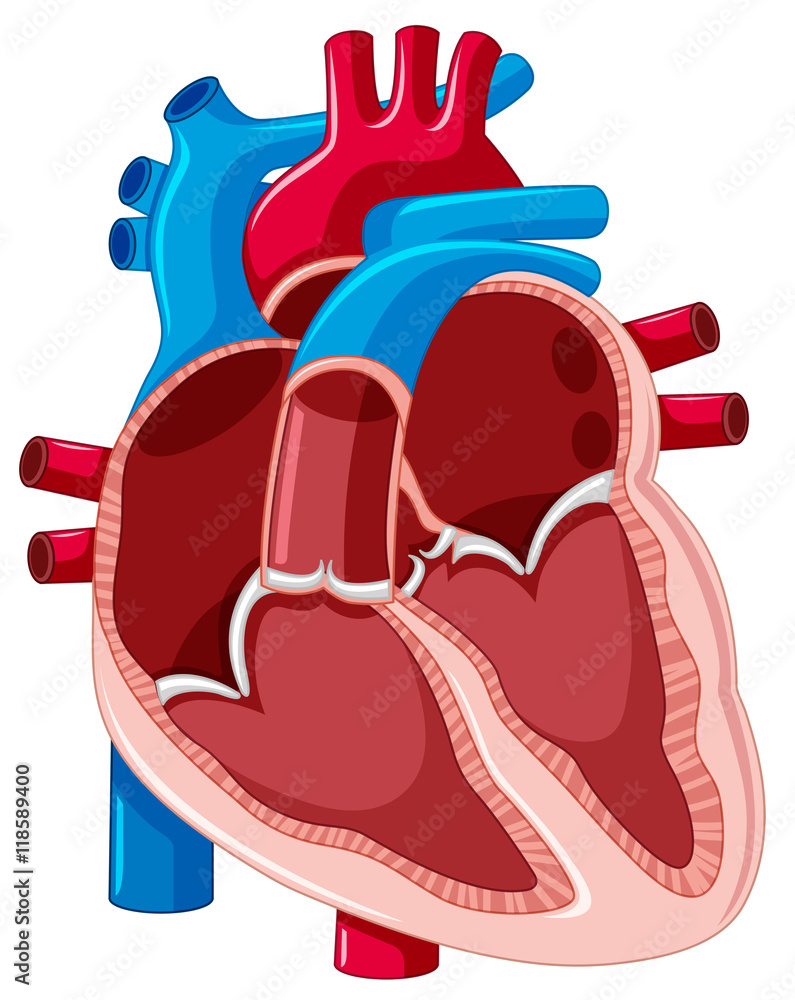 Diagram showing inside of human heart Stock Vector | Adobe Stock