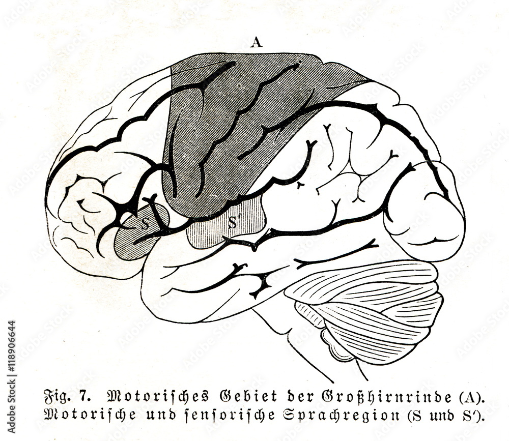 Motor area of human brain (A), motor (S) and sensory areas of speech ...