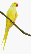 Kramer Parrot Free Stock Photo - Public Domain Pictures