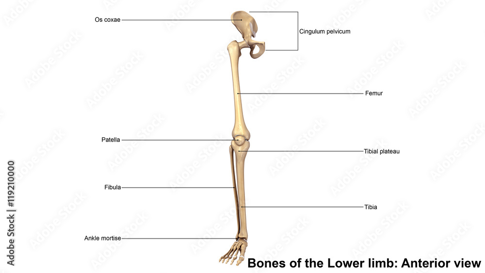 Bones of the Lower limb_Posterior view Stock Illustration | Adobe Stock