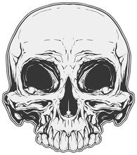 Gray Skull Free Stock Photo - Public Domain Pictures