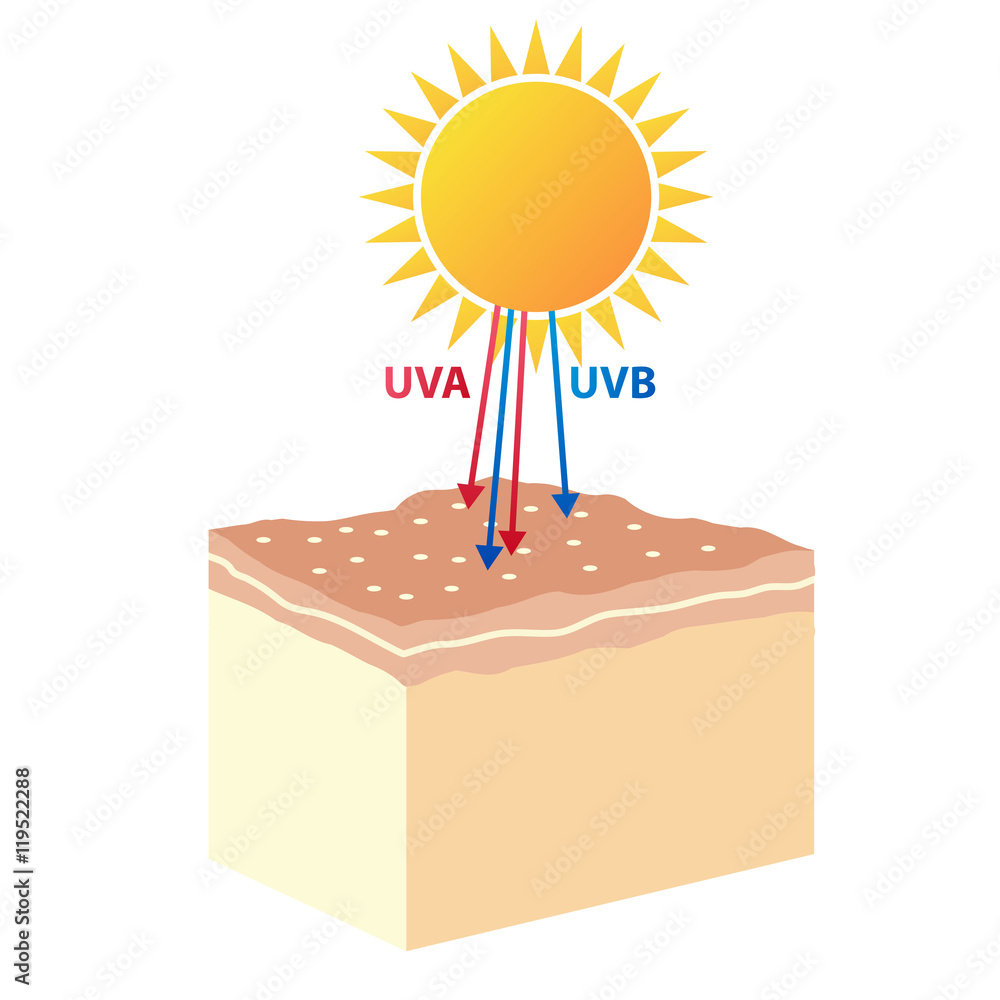 human skin from UVA , UVB ray Stock Vector | Adobe Stock