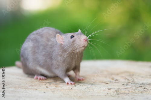 adorable grey pet rat posing outdoors - Buy this stock photo and ...