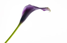 Arum Flower Free Stock Photo - Public Domain Pictures