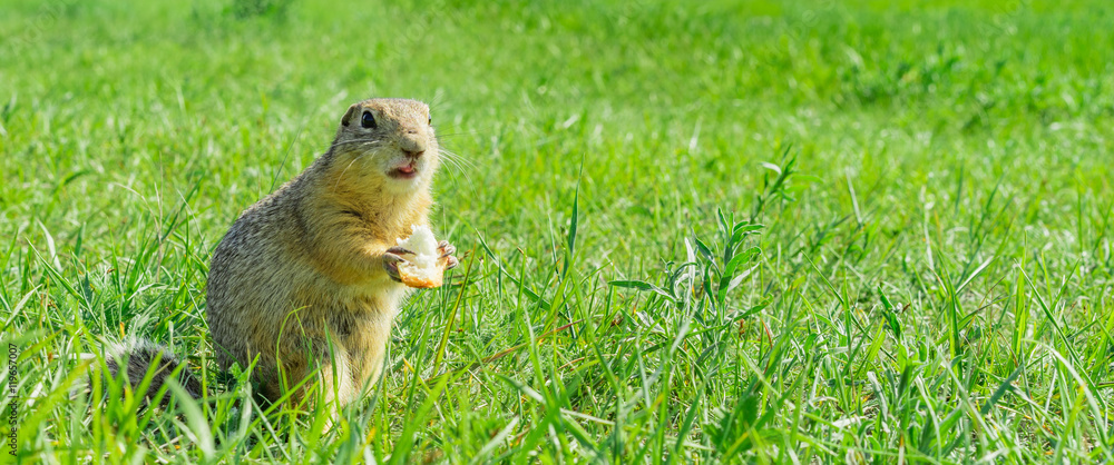 Gopher eating small piece of bread in the grass Stock Photo | Adobe Stock