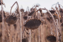 Wilted Sunflower Free Stock Photo - Public Domain Pictures