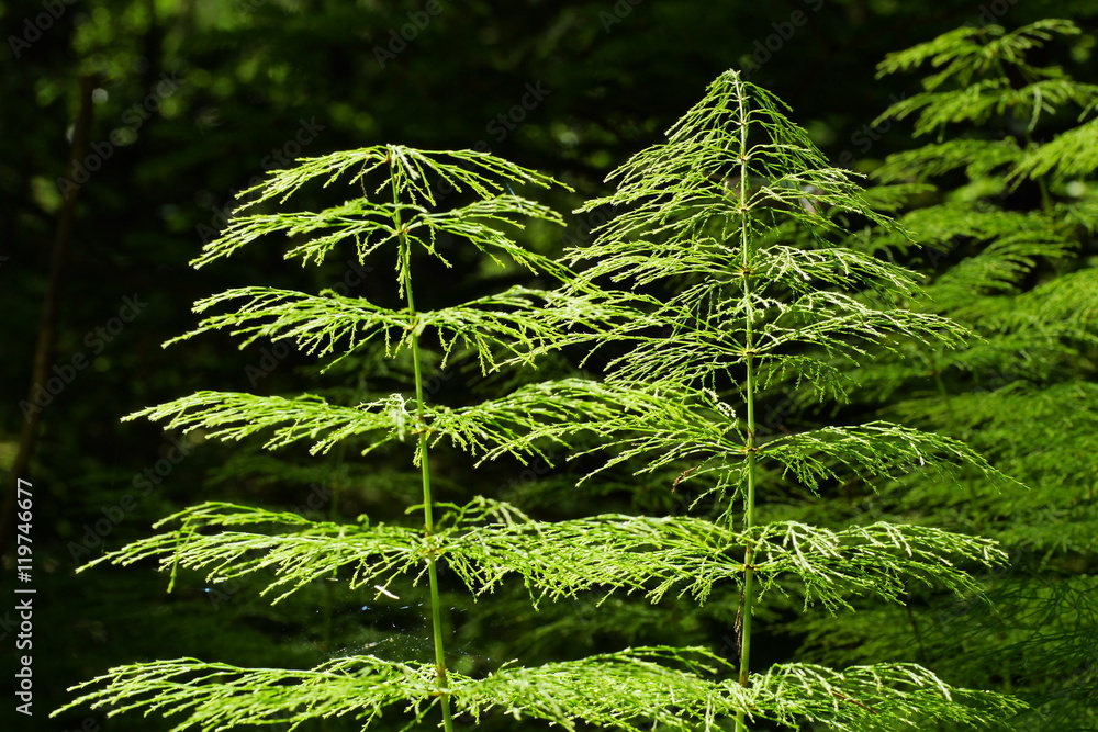 Photo Stock Wald-Schachtelhalm, Equisetum sylvaticum | Adobe Stock