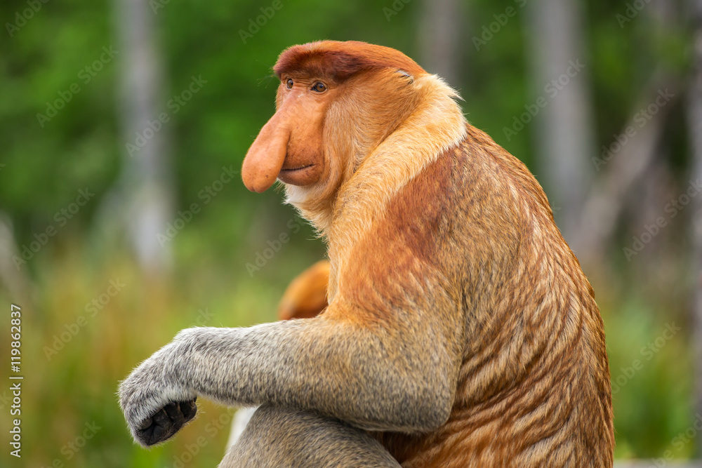 Proboscis Monkey (Nasalis larvatus) endemic of Borneo. Male portrait ...