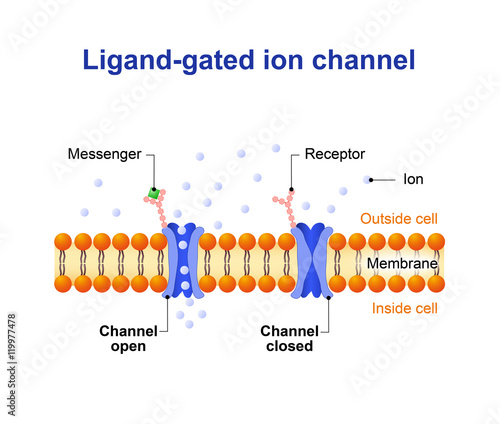 Ligand-gated ion channel Stock Vector | Adobe Stock
