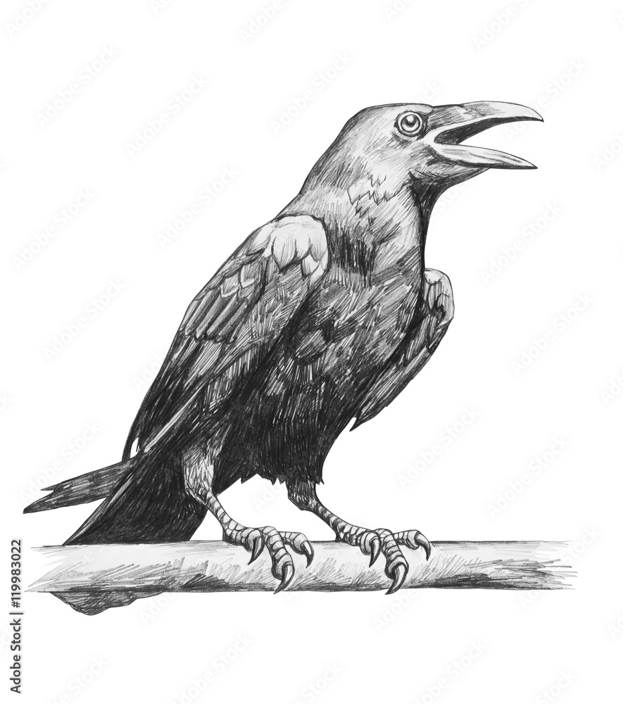 Pencil drawing of raven Stock Illustration | Adobe Stock