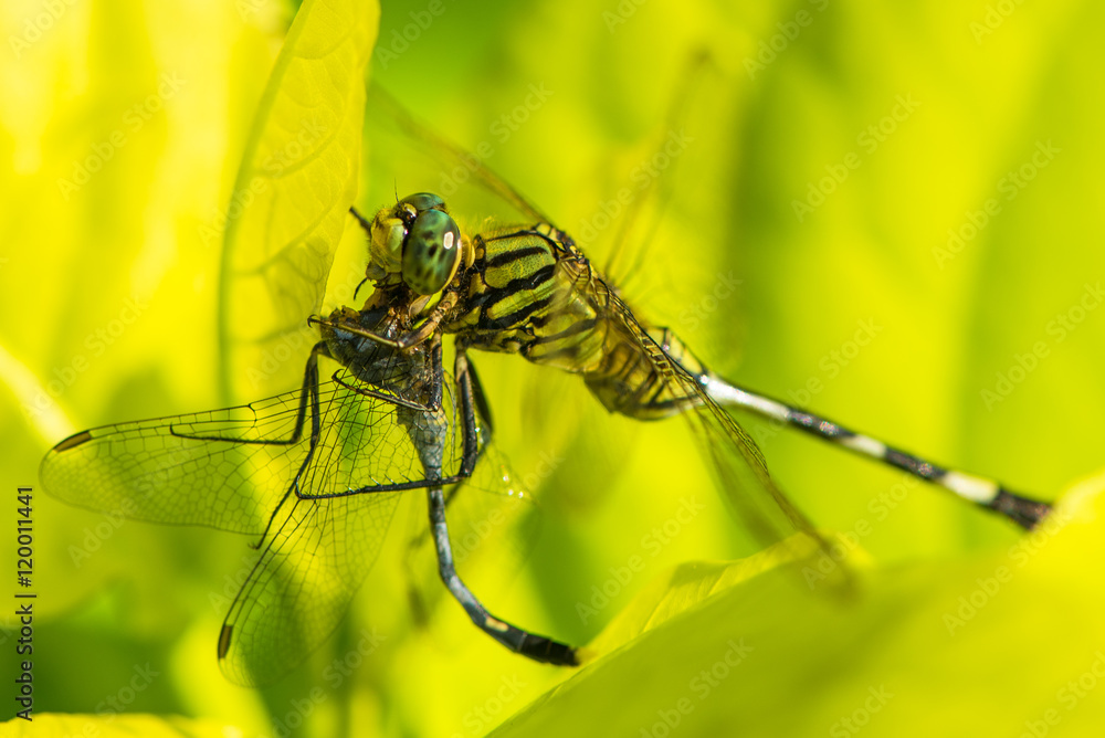 The tiger dragonfly eats another dragonfly Stock Photo | Adobe Stock