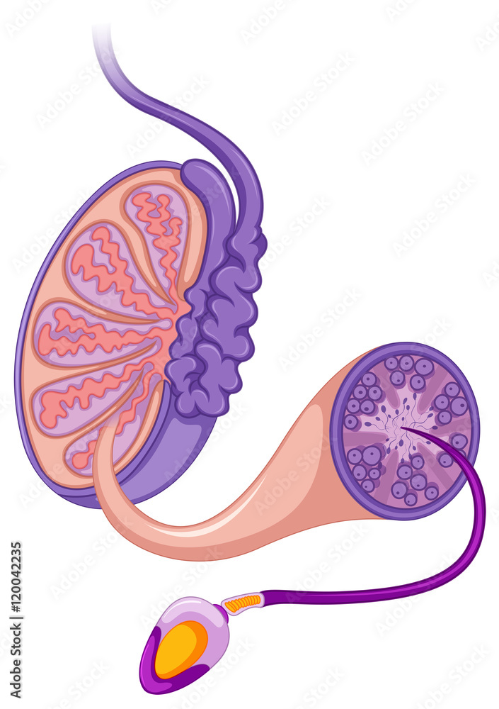 Diagram showing male reproductive system Stock Vector | Adobe Stock