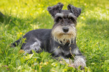 Dog Face Free Stock Photo - Public Domain Pictures