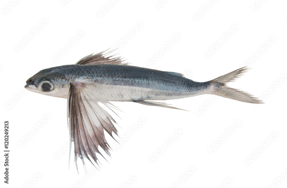 Tropical flying fish isolated Stock Photo | Adobe Stock