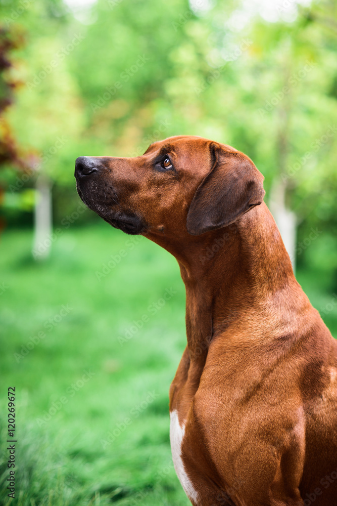 Rhodesian Ridgeback Male
