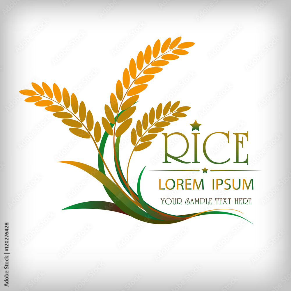 grain organic natural product with black background. concept vector ...