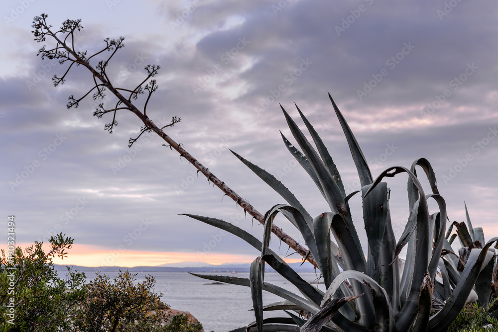 Agave americana , atzavara o pita florida , planta monocárpica que solo ...
