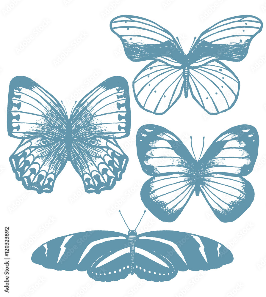 vector set of isolated hand-drawn butterflies Stock Vector | Adobe Stock