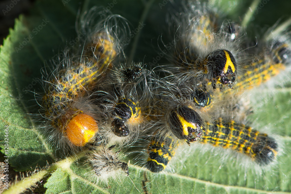 Buff-tip moth (Phalera bucephala) caterpillars before and after ...