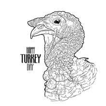 Turkey Head Free Stock Photo - Public Domain Pictures