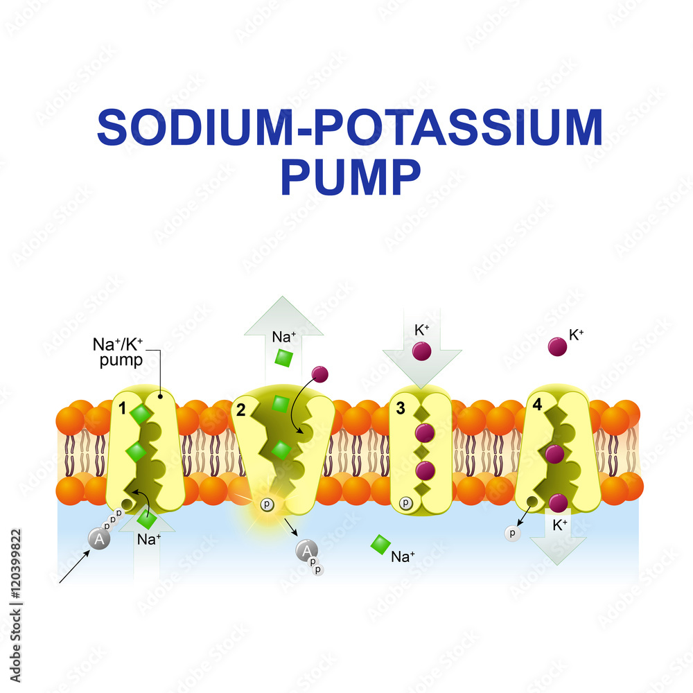 sodium-potassium pump Stock Vector | Adobe Stock