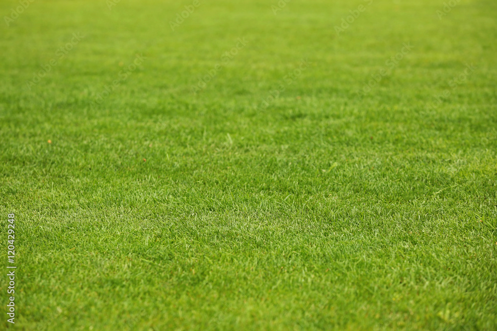 Green grass lawn for background Stock Photo | Adobe Stock