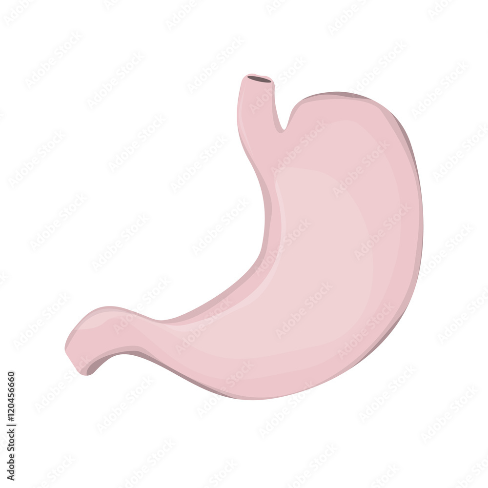 Realistic isolated human stomach on white background. Body organ. Human ...