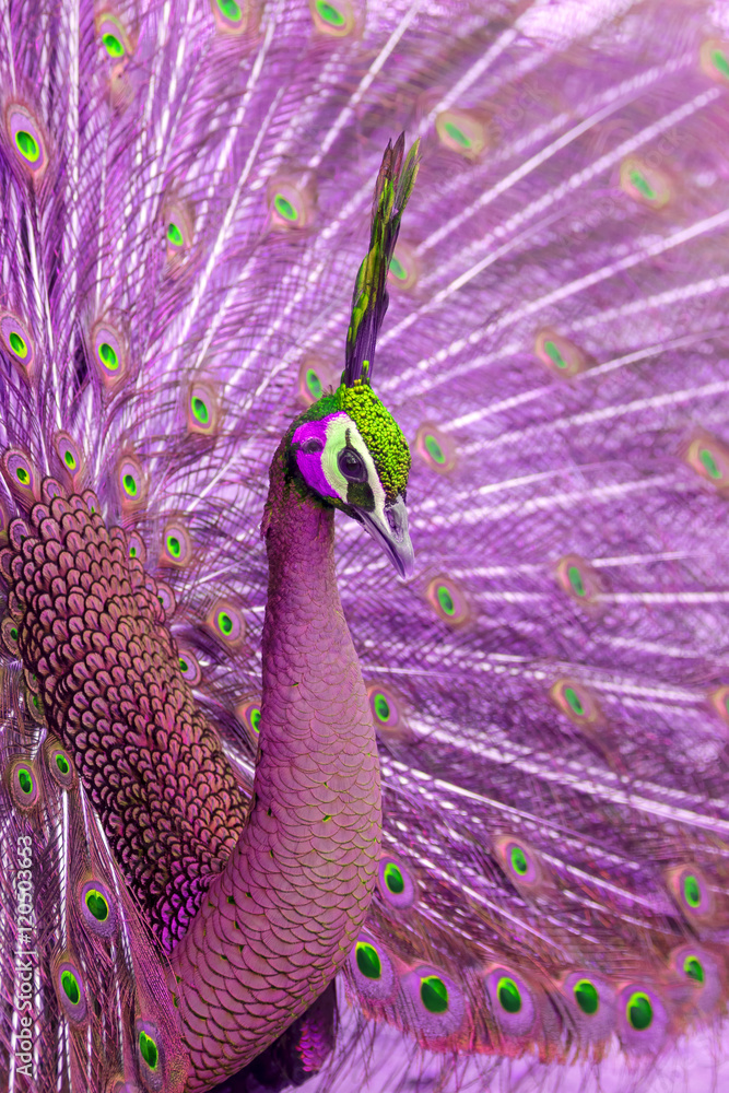 Birds,Multi colored peacock Stock Photo | Adobe Stock
