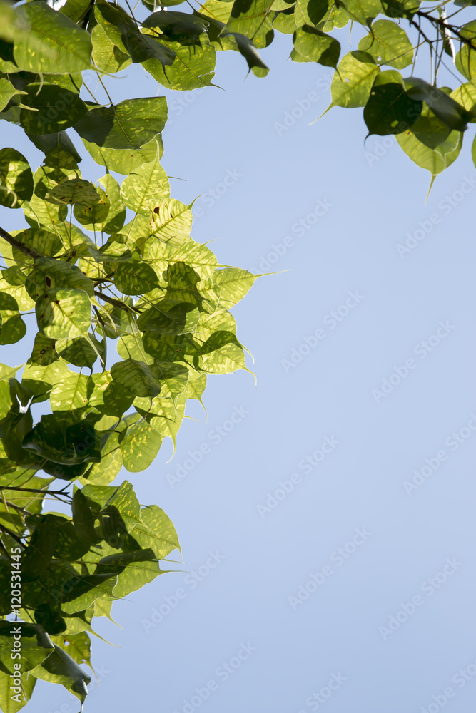pipal tree leaves background Stock Photo | Adobe Stock