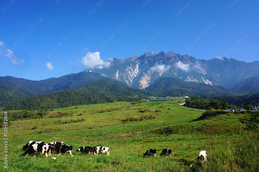 View cattles at Desa Dairy Farm, Kundasang Sabah during beautifu Stock ...