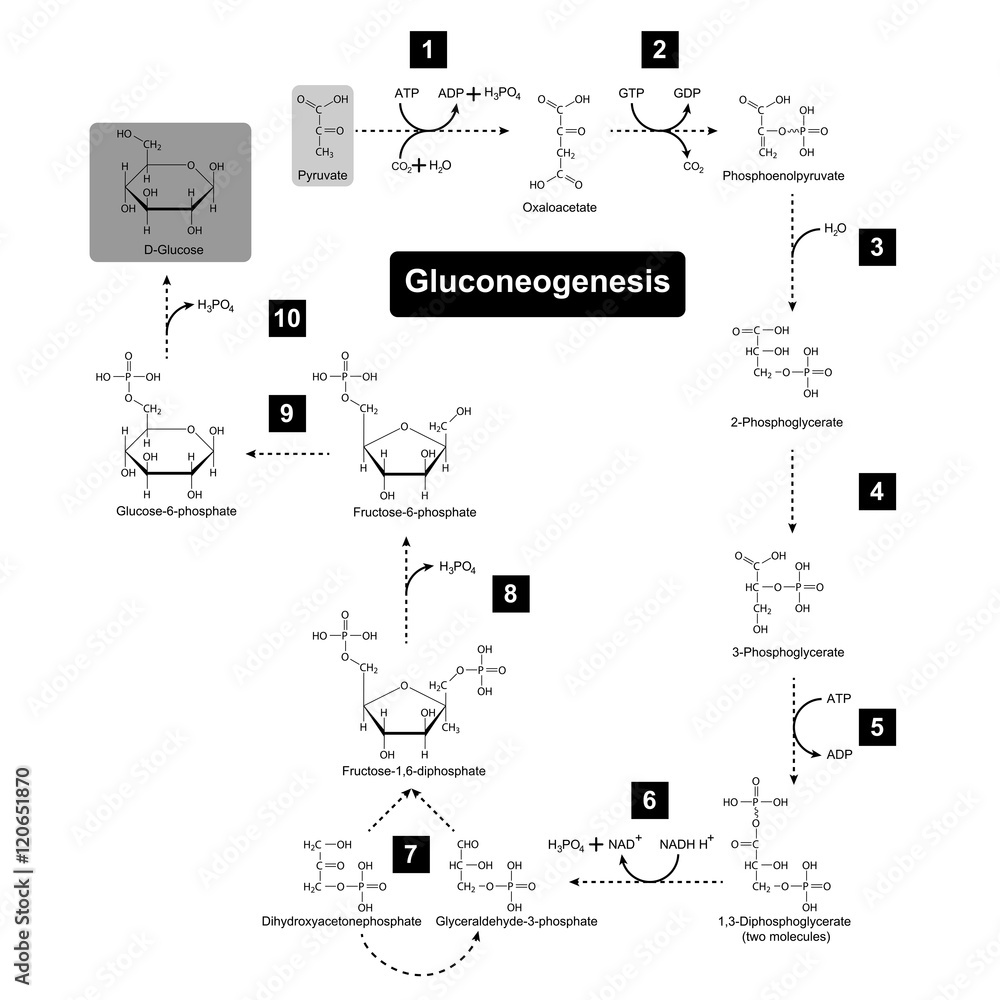 Gluconeogenesis metabolic pathway Stock Vector | Adobe Stock