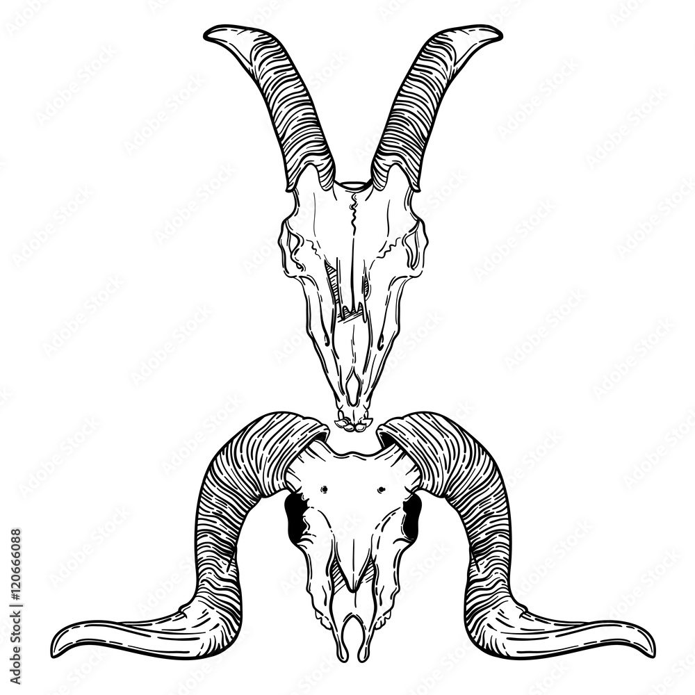 Ram and goat skull vector illustration. occult symbol. sheep and goat ...