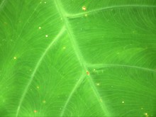 Bright Leaf Zoom Free Stock Photo - Public Domain Pictures