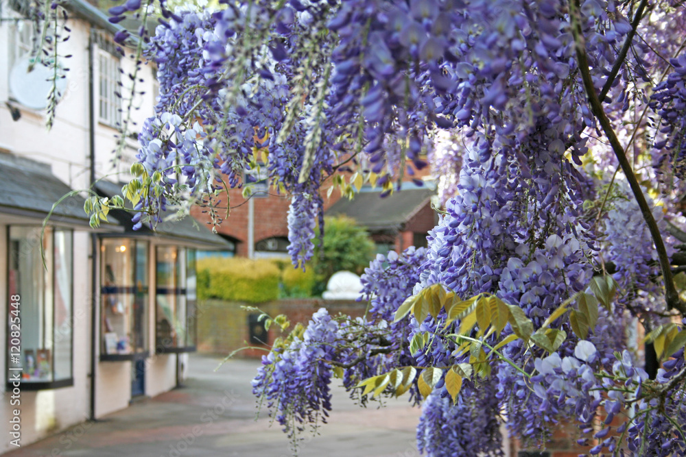 Foto Wisteria, White Lion Walk, Banbury - Oxfordshire, UK. One of the ...