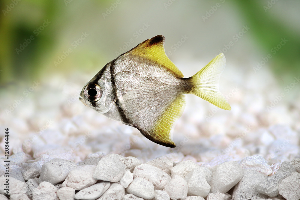 silver moonfish Monodactylus argenteus Aquarium fish Malayan angel ...