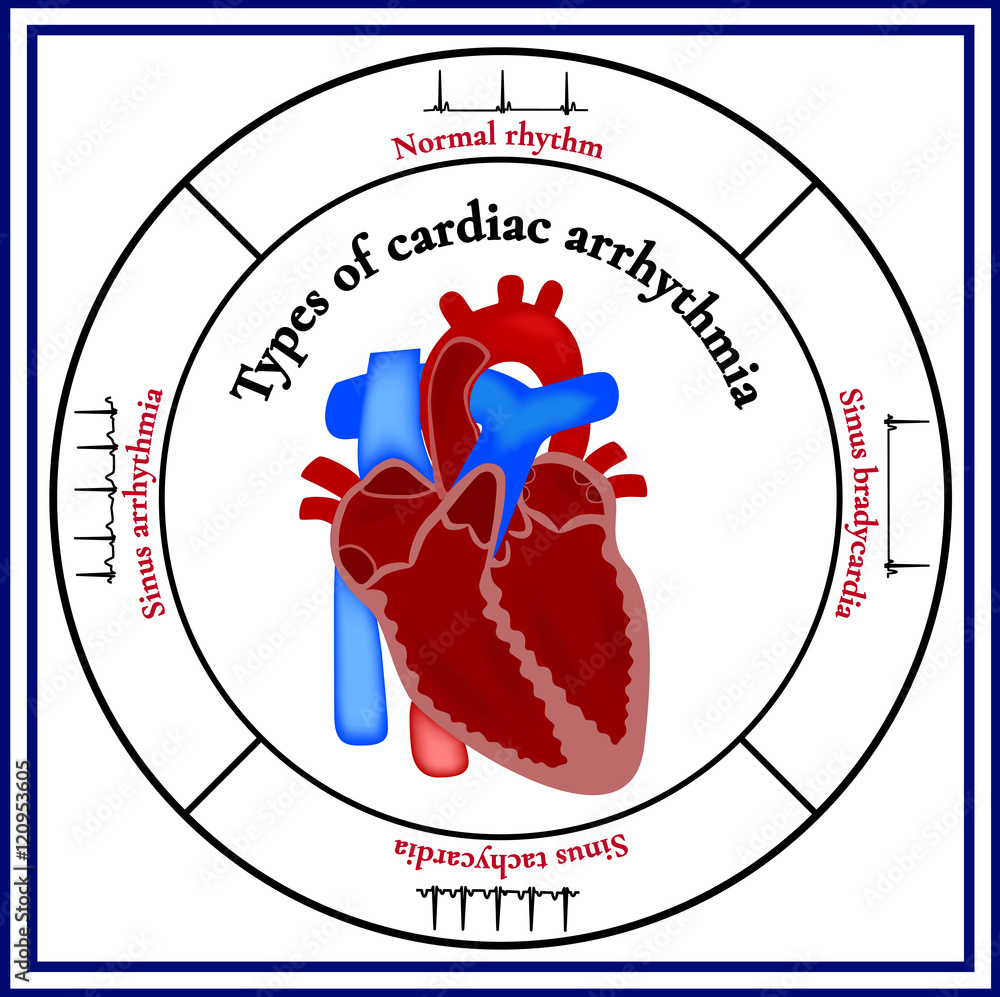 Heart structure. The organ of the circulatory system. Types of cardiac ...