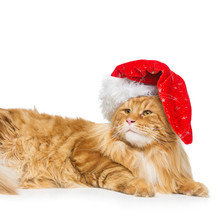 Christmas Ginger Cat Free Stock Photo - Public Domain Pictures
