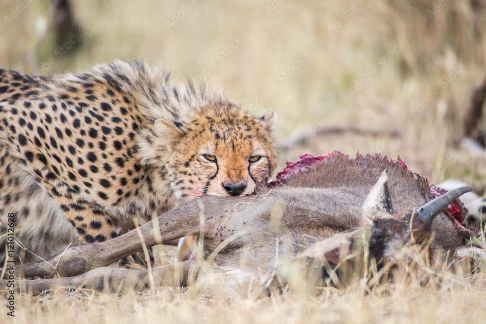 prey cheetah