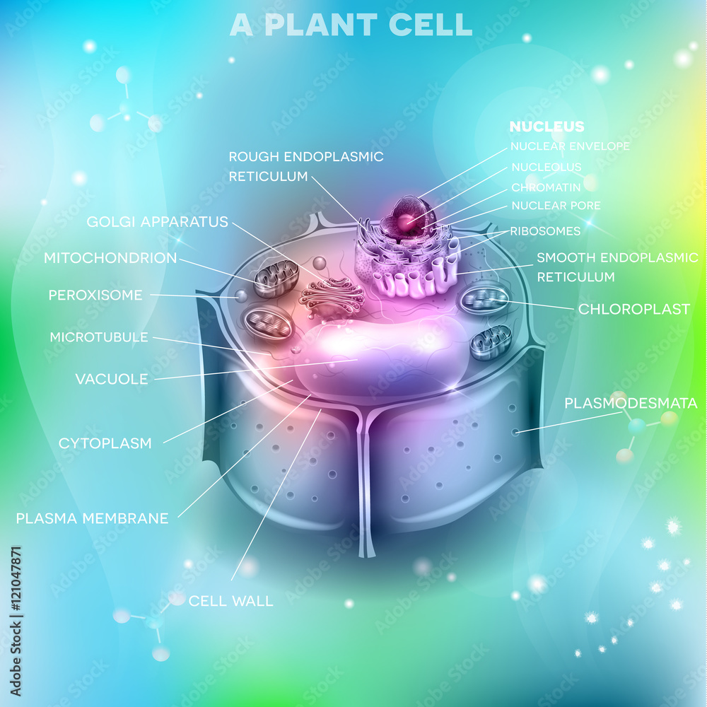 Plant Cell structure, cross section of the cell detailed anatomy Stock ...