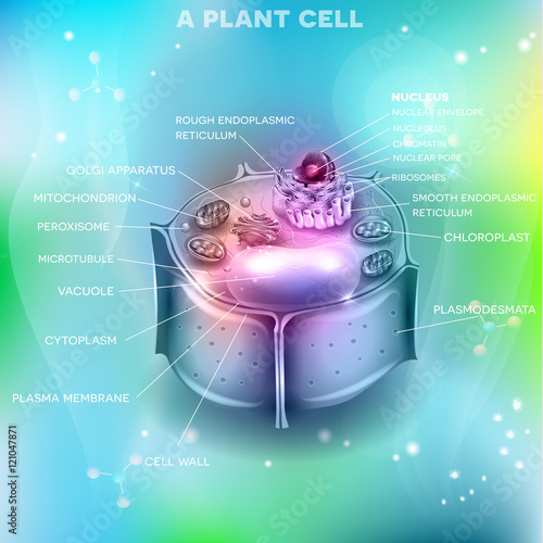 Plant Cell structure, cross section of the cell detailed anatomy Stock ...