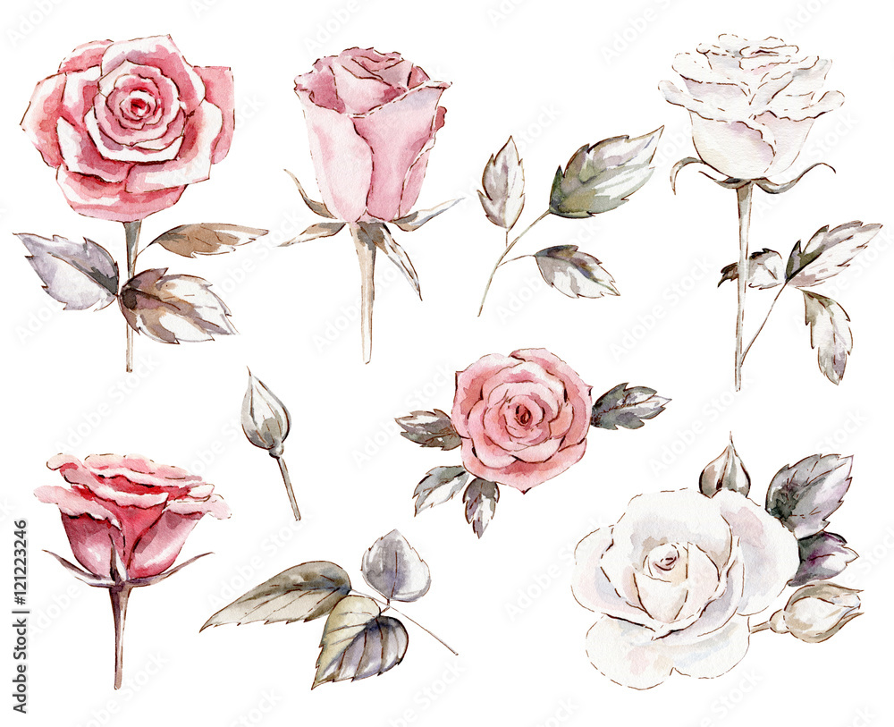 set of watercolor roses cliparts Stock Illustration | Adobe Stock