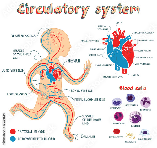 vector cartoon illustration of human circulatory system for kids Stock ...