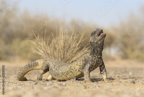 An Arabian dhab lizard in defensive posture Stock Photo | Adobe Stock