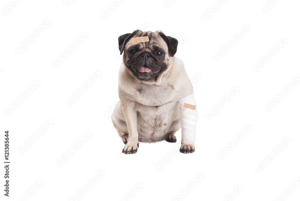 cute sick sitting pug dog puppy with bandaid and bandage around leg ...