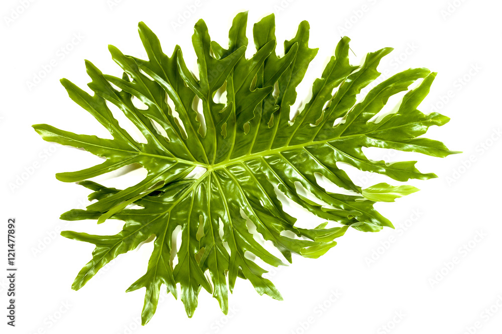 Left Side View of Green Leaf Patterns and Textures Stock Photo | Adobe ...