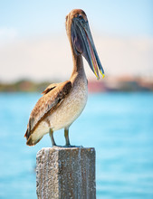 Pelican Perched At Sunset Free Stock Photo - Public Domain Pictures
