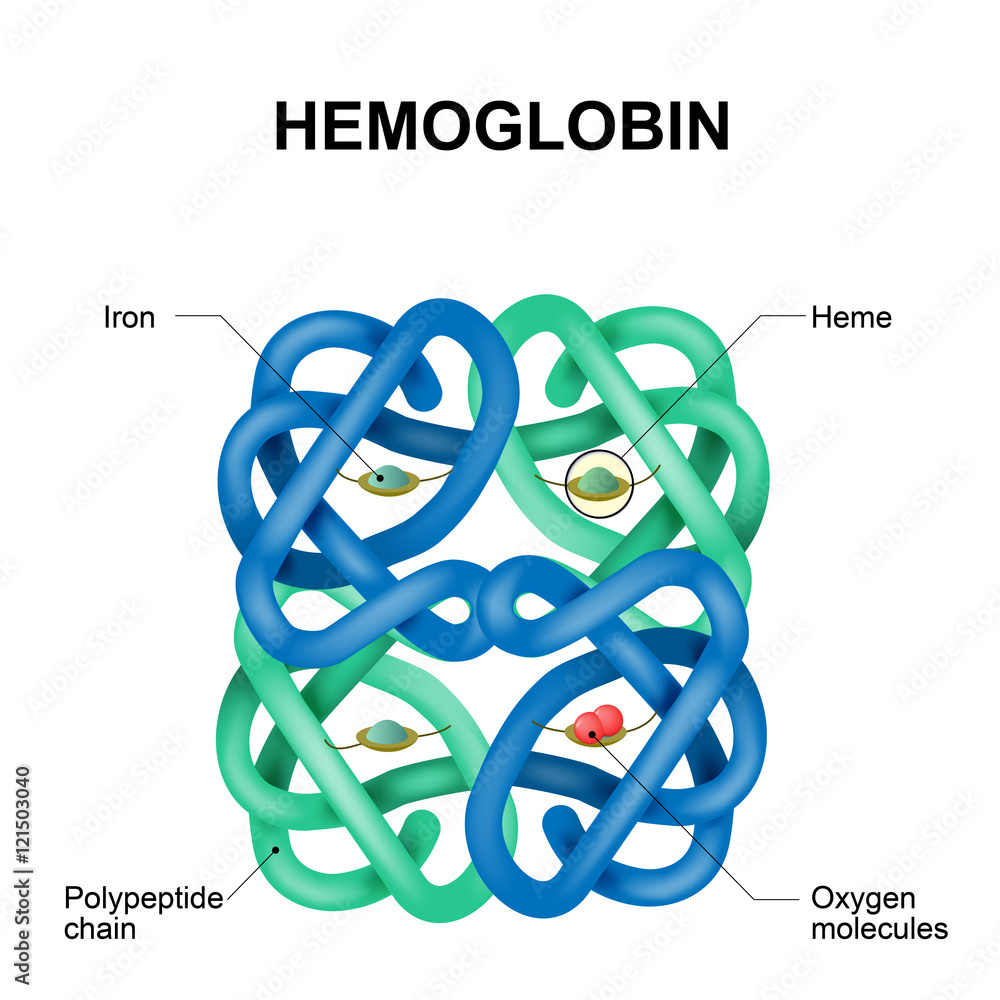 hemoglobin molecule Stock Vector | Adobe Stock