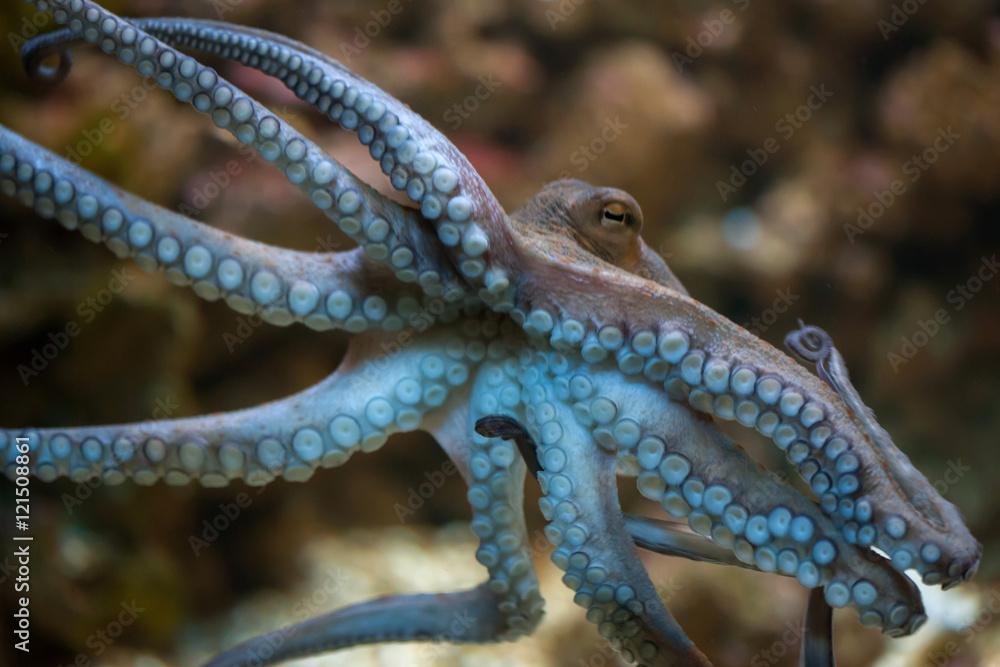 Common octopus (Octopus vulgaris). Stock Photo | Adobe Stock